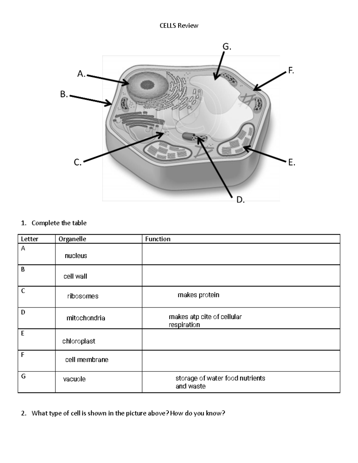 Biol 101: Fischer Cell Test Review and Key Concepts - Studocu