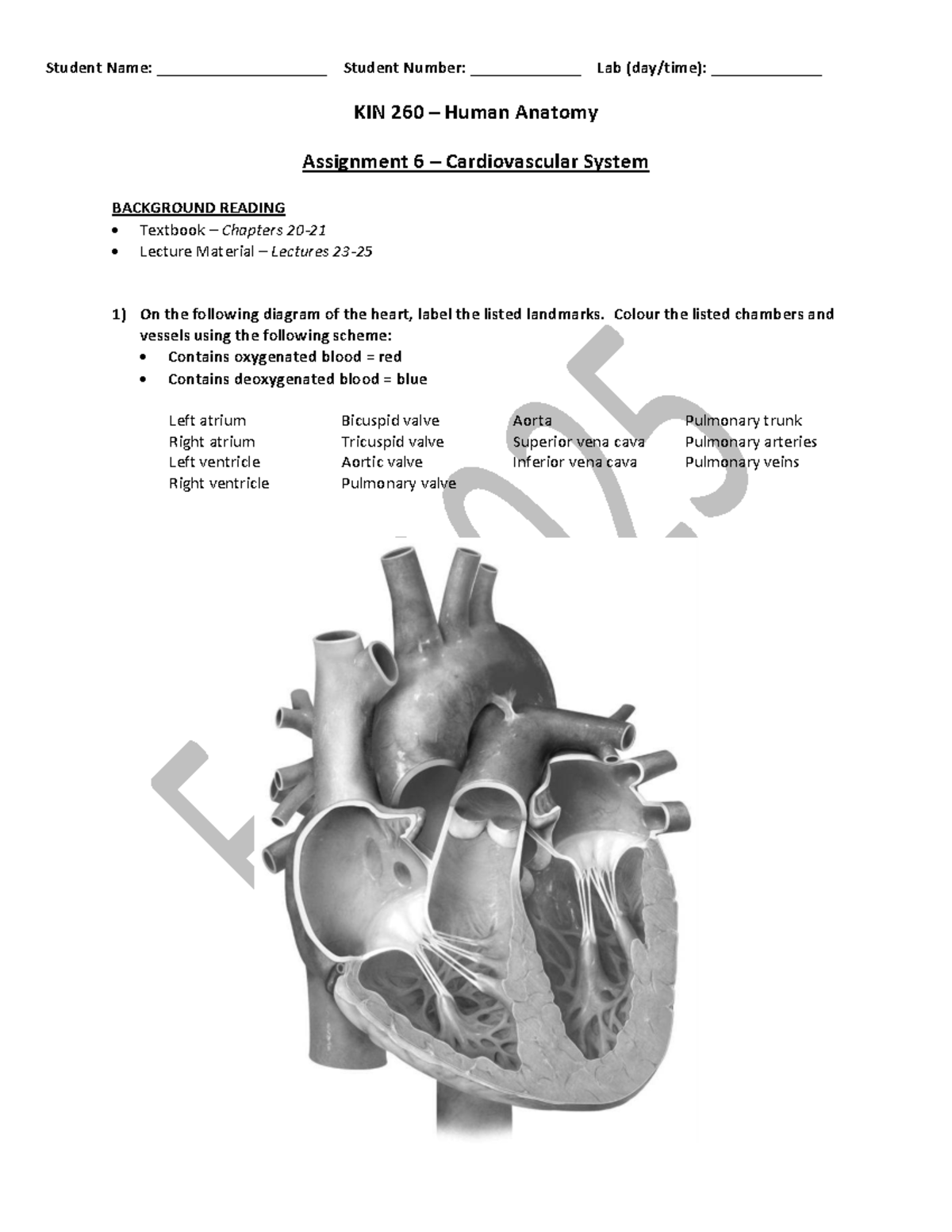 Lab KIN 260 - Assignment 6: Cardiovascular System Overview - Studocu