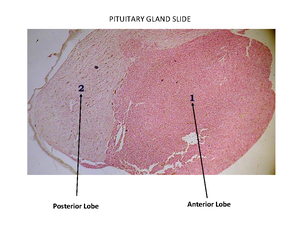ADayatthe Clinic Integumentary System Diseases Disorders Mini Case ...