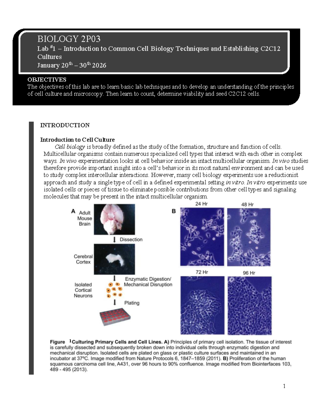 BIOLOGY 2P03 Lab 1: Introduction to Cell Culture & Microscopy ...
