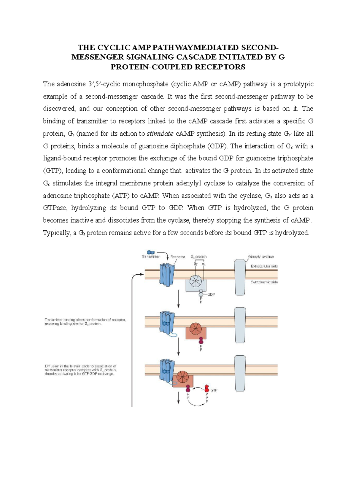The Cyclic AMP Pathway Mediated Second - Zoology - SGBAU - Studocu