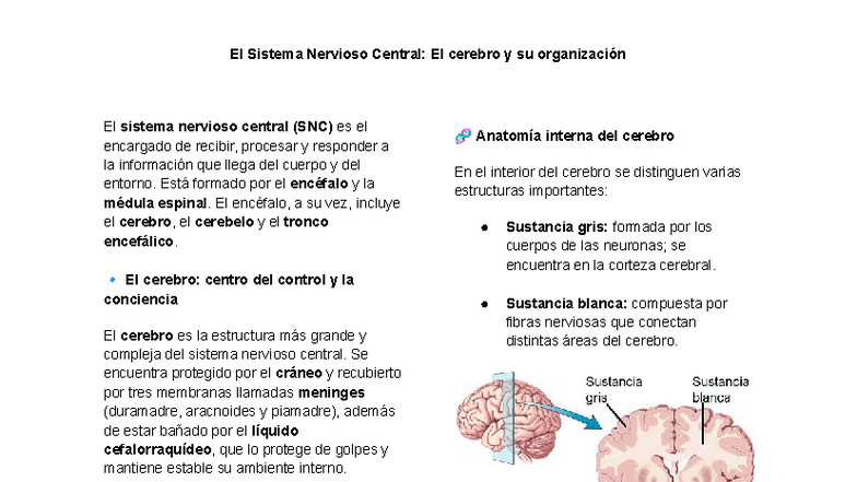 El SNC y su Organización: Anatomía y Funciones del Cerebro - Studocu