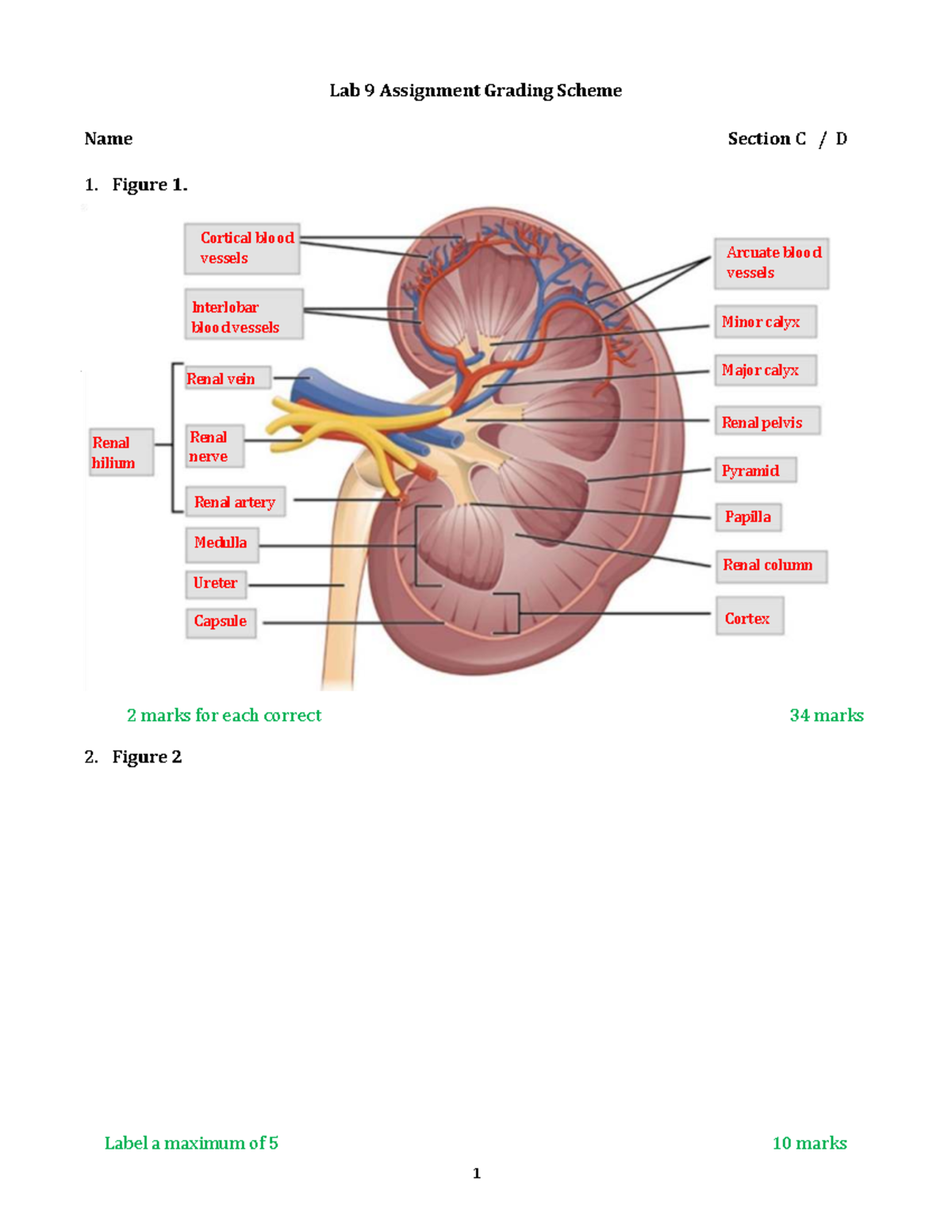 Lab 9 Assignment: Grading Scheme and Anatomical Labeling Instructions - 1 1. Figure 1. Lab 9 ...