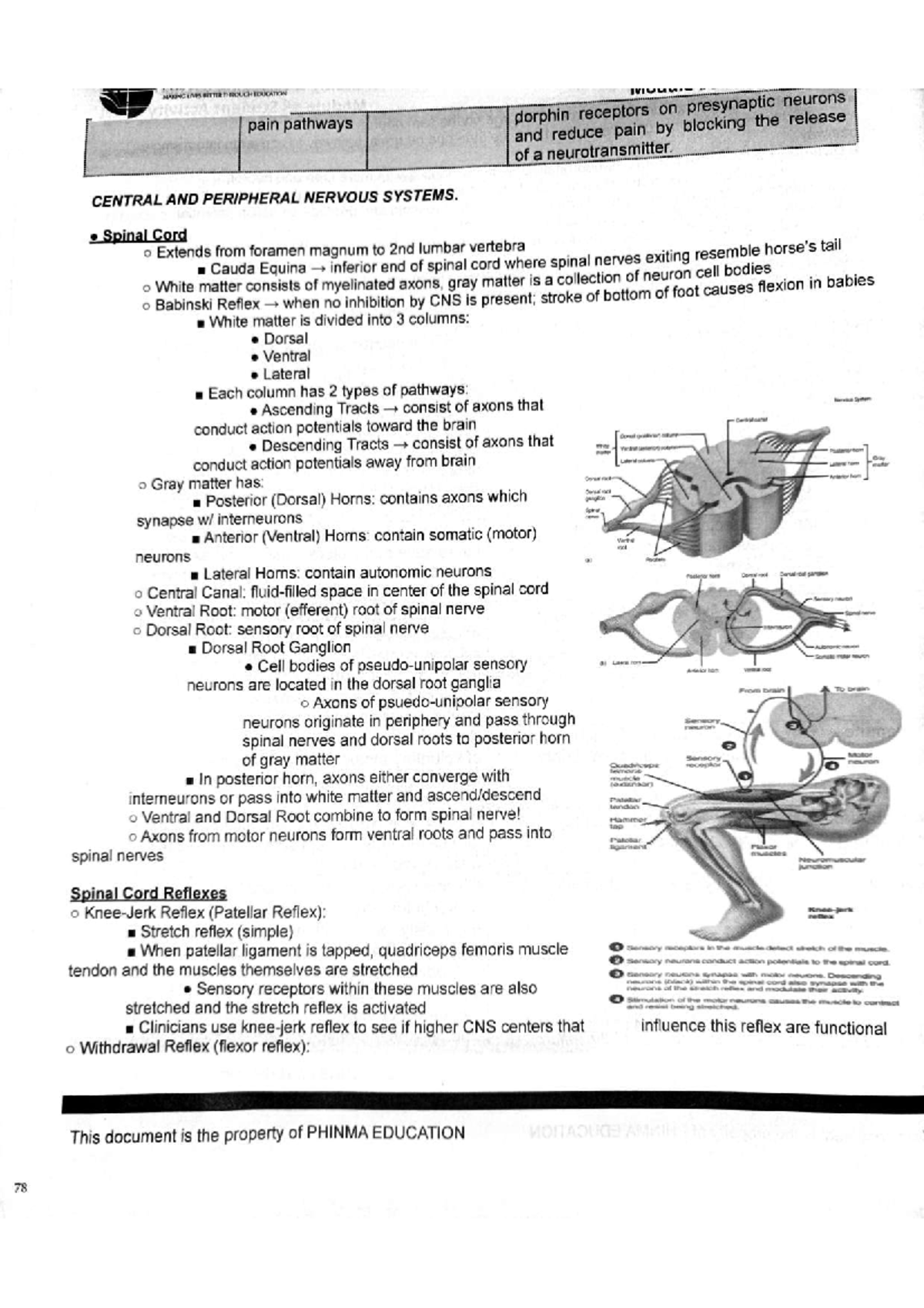 Final Exam Study Guide for Anatomy & Physiology (XYZ123) - Studocu