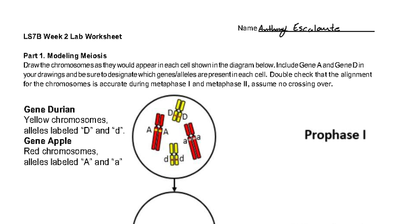 LS7B Week 2 Lab Worksheet: Modeling Meiosis & Punnett Squares - Studocu