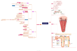 PELE - Mapa mental detalhado sobre o Sistema Tegumentar e suas influências no organismo - PELE ...
