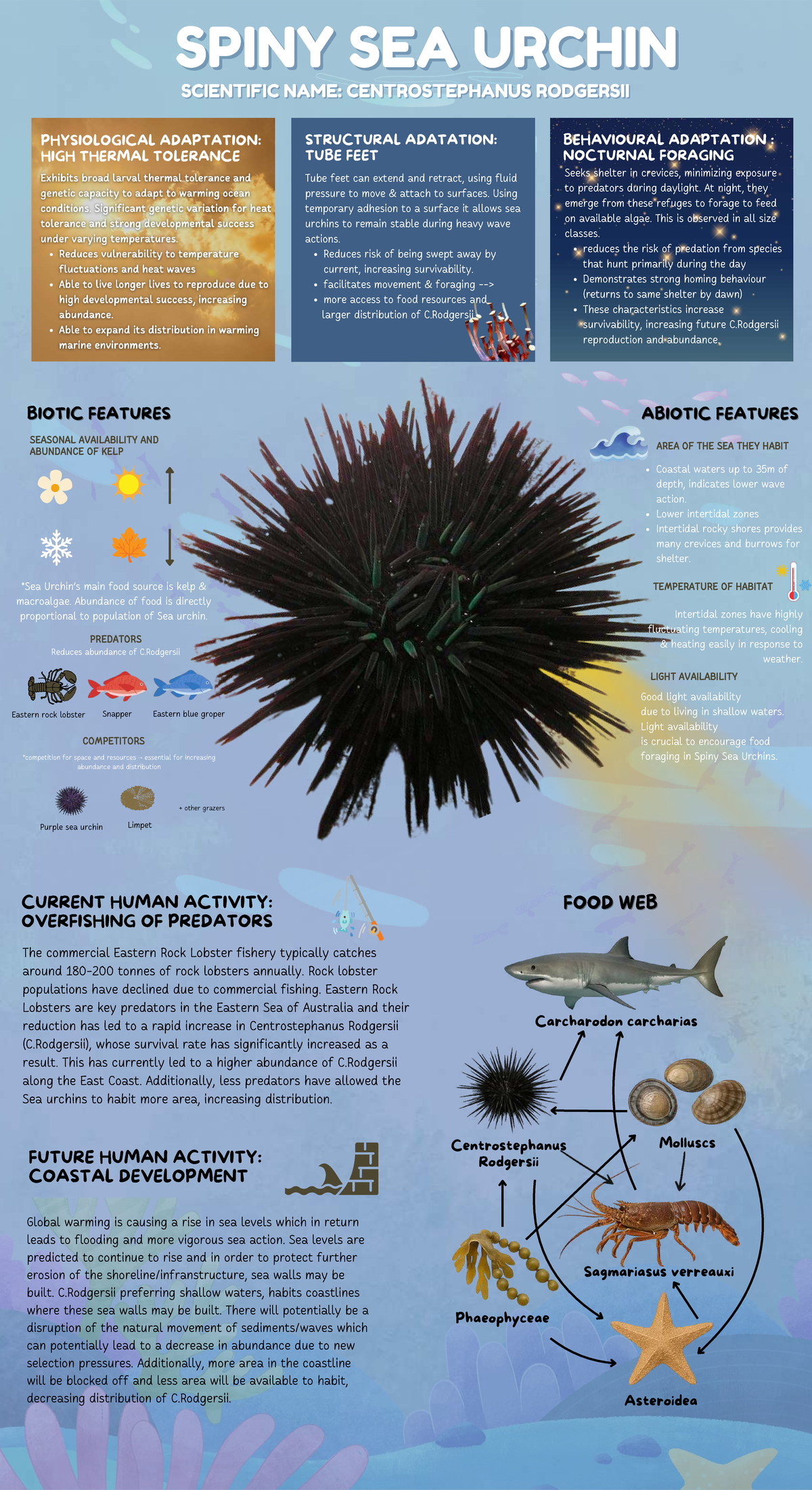SPINY SEA URCHIN (C.Rodgersii) ADAPTATIONS & ECOLOGY INFOGRAPHIC - Studocu