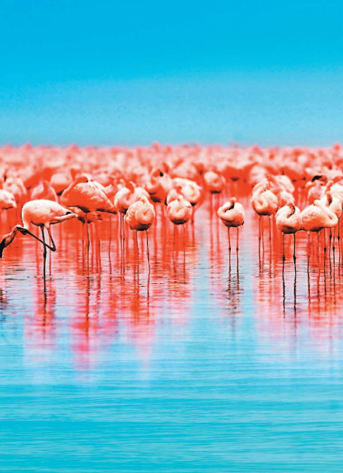 Nelson 12 Methods: Chapter 1 - Derivatives, Exponential & Trigonometric ...