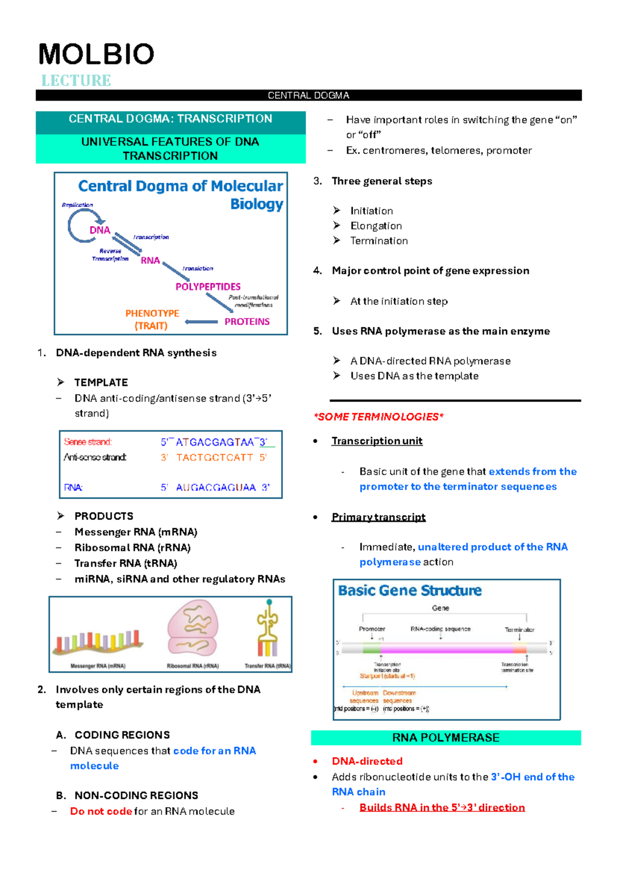 MOLBIO LECTURE: CENTRAL DOGMA & DNA TRANSCRIPTION PART 2 - Studocu