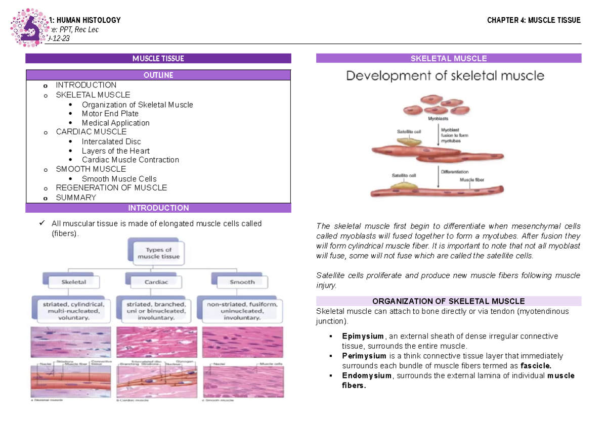 MLS 041: Human Histology Chapter 4 - Comprehensive Overview of Muscle ...