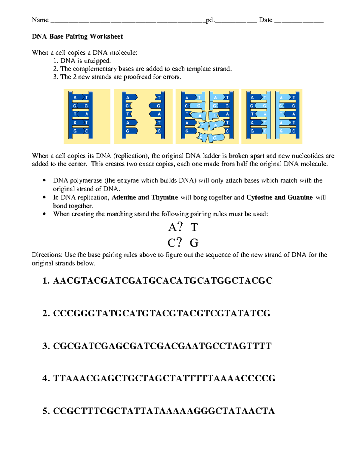 DNA Base Pairing Worksheet - Understanding Replication Rules - Studocu
