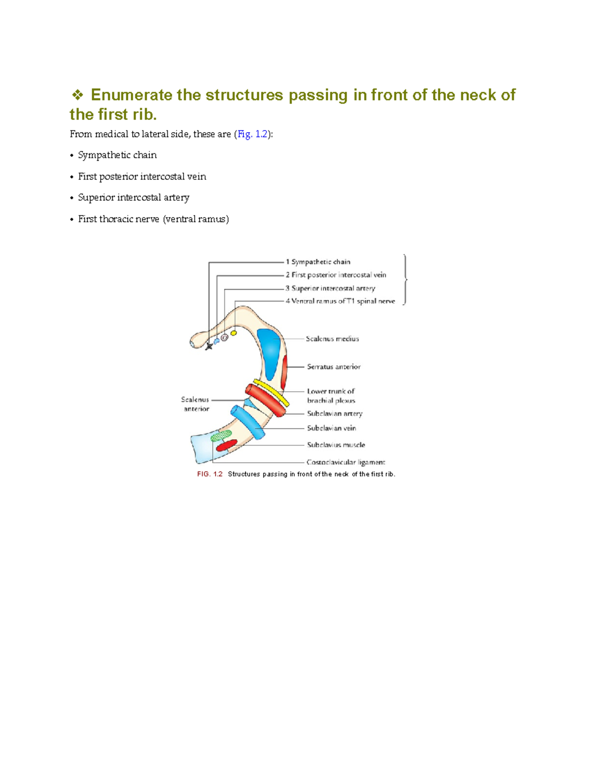 Selective Anatomy: Structures of the First Rib & Intercostal Muscles ...