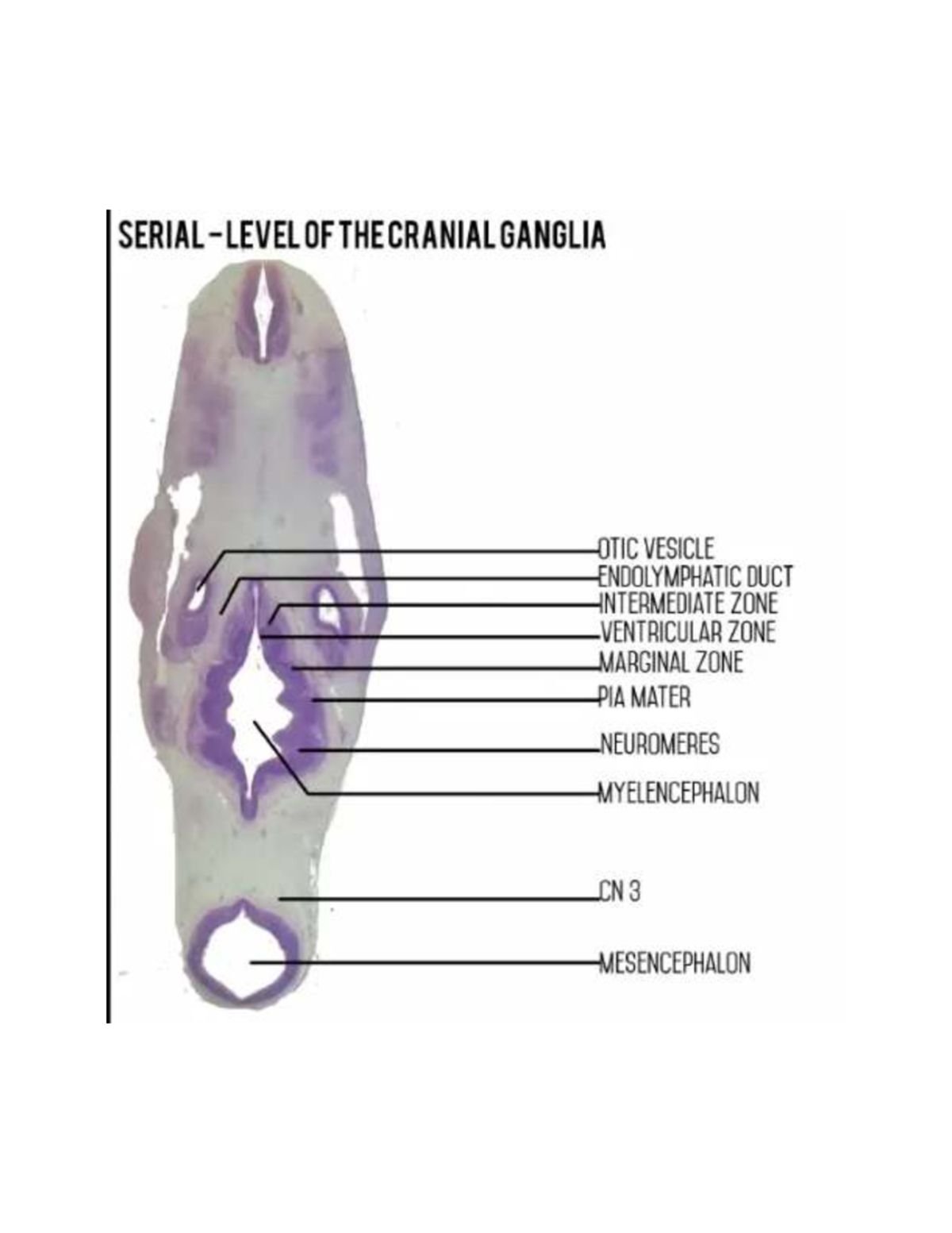 Pig embryo - notes - OF THE CRANIAL GANGLIA OTIC VESICLE ENDOLYMPHATIC ...