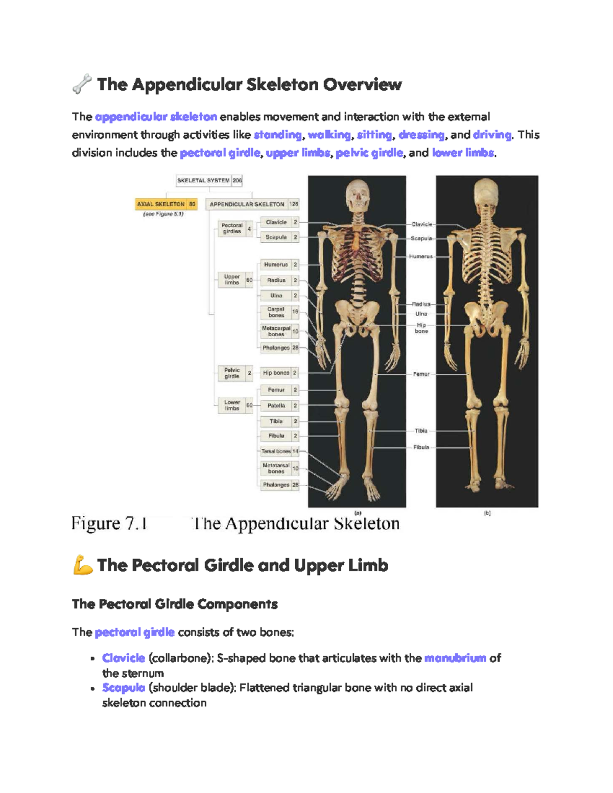 Anatomy & Function of the Appendicular Skeleton - ANAT101 - Studocu