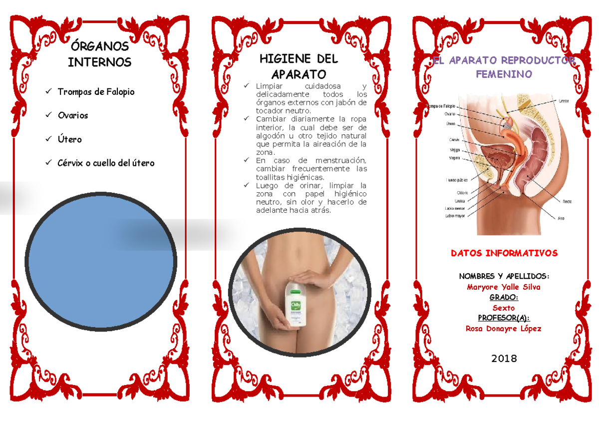 Tríptico sobre el Aparato Reproductor Femenino - Grado Sexto - Studocu