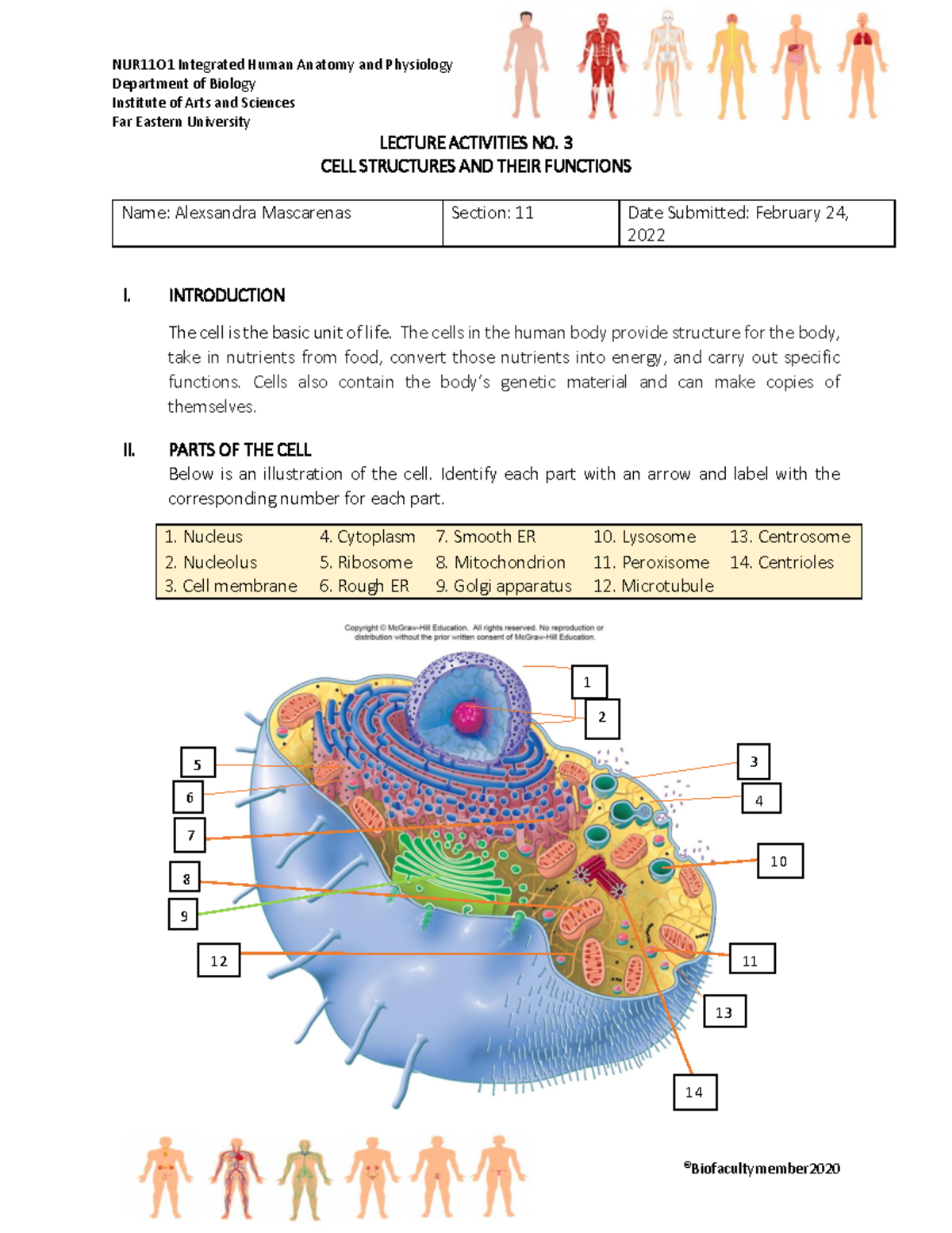 LAB Exercise 3 THE CELL Structure AND Their Functions-1 - Department of ...