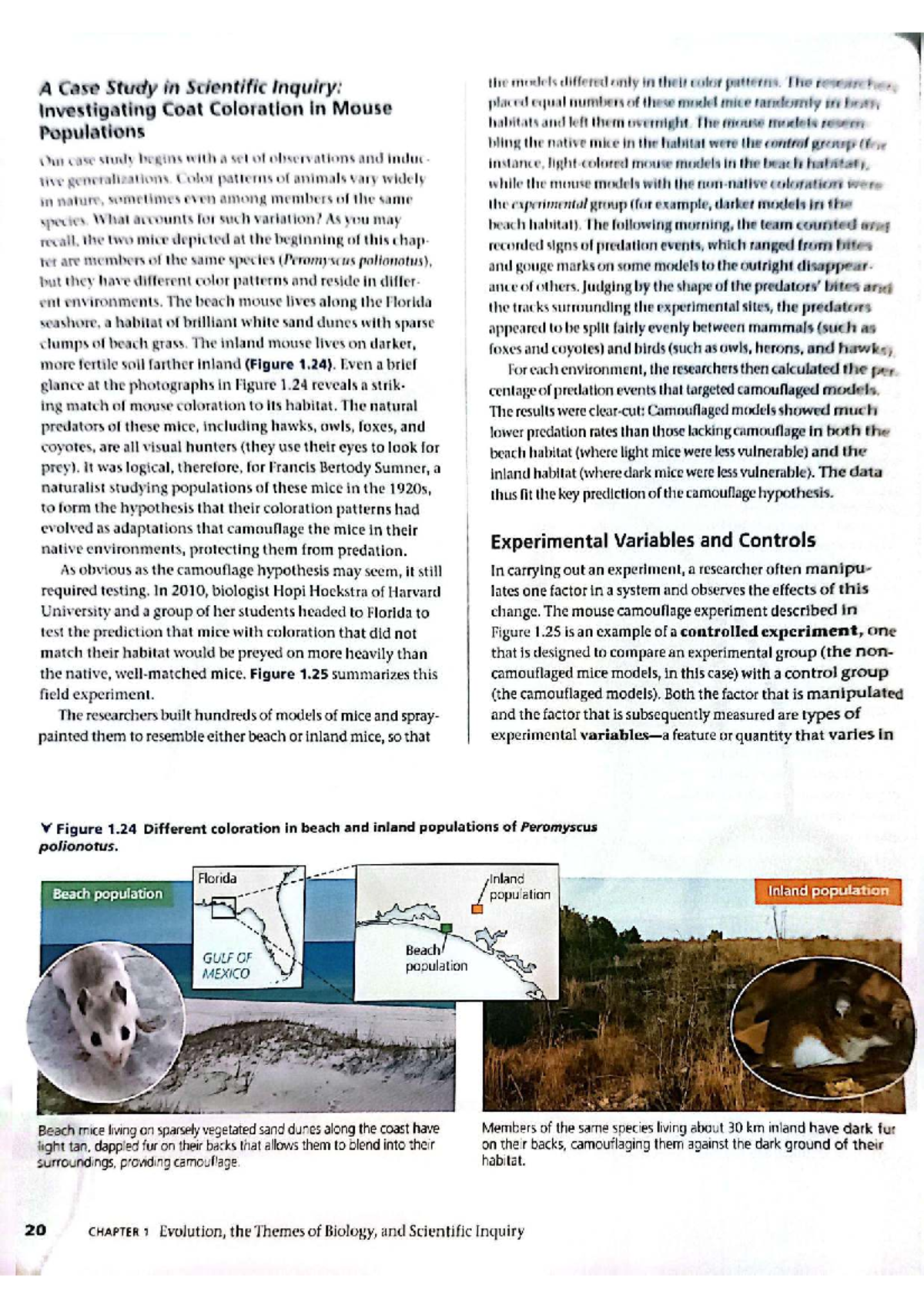 Case Study: Investigating Mouse Coat Coloration and Camouflage - Studocu