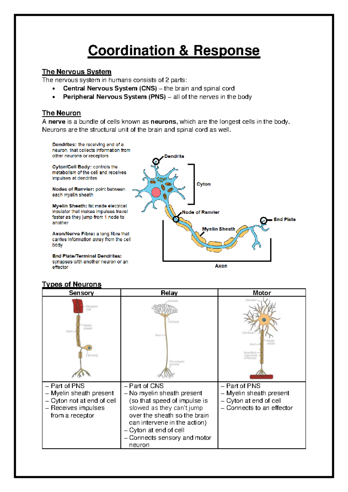 Coordination and Response in the Nervous System - Document 14 - Studocu
