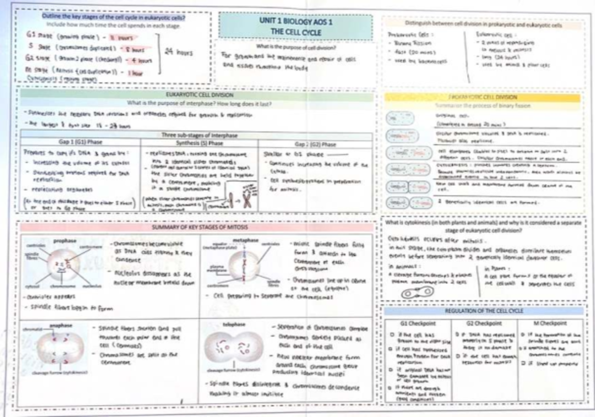 Cell Cycle Overview: Key Stages in Eukaryotic Cells (Unit 2 AOS 1 ...
