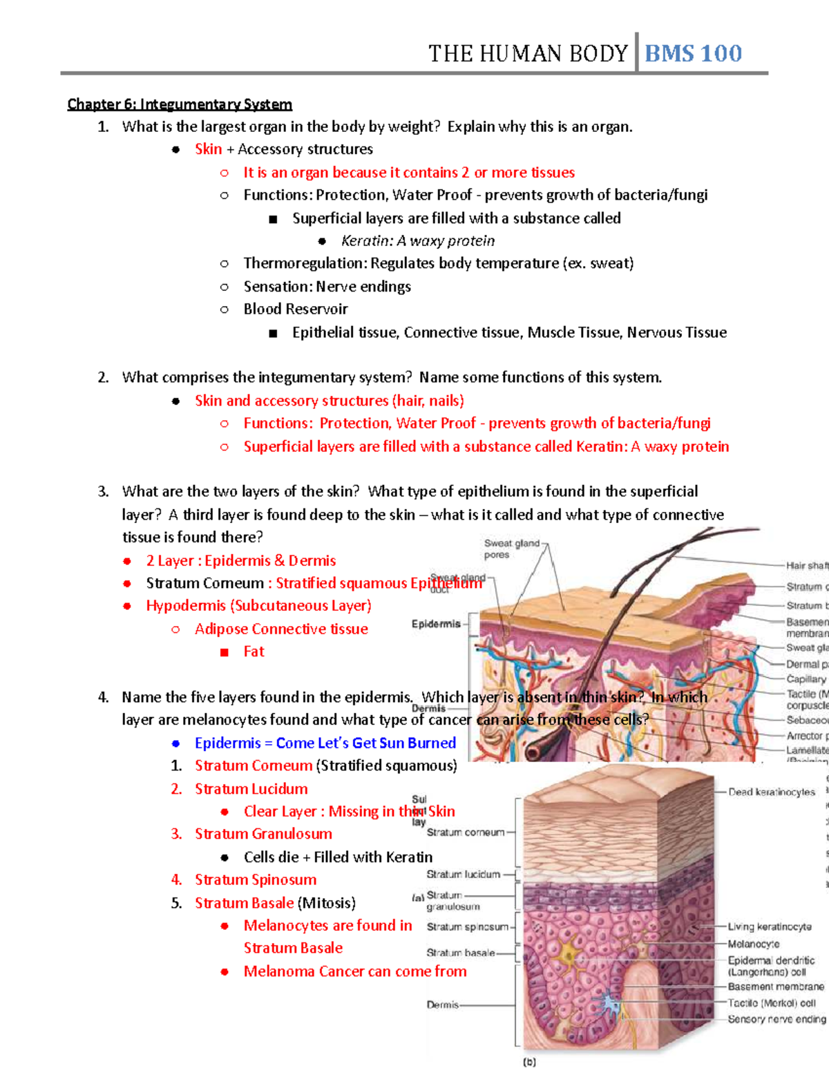 BMS 100 Study Guide: Integumentary & Skeletal Systems Overview - Studocu