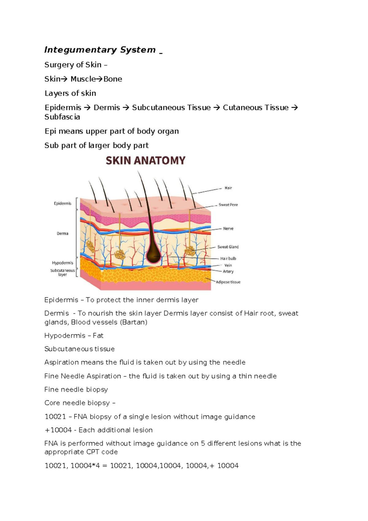 Integumentary System Surgery Notes: Skin Layers & CPT Codes - Studocu