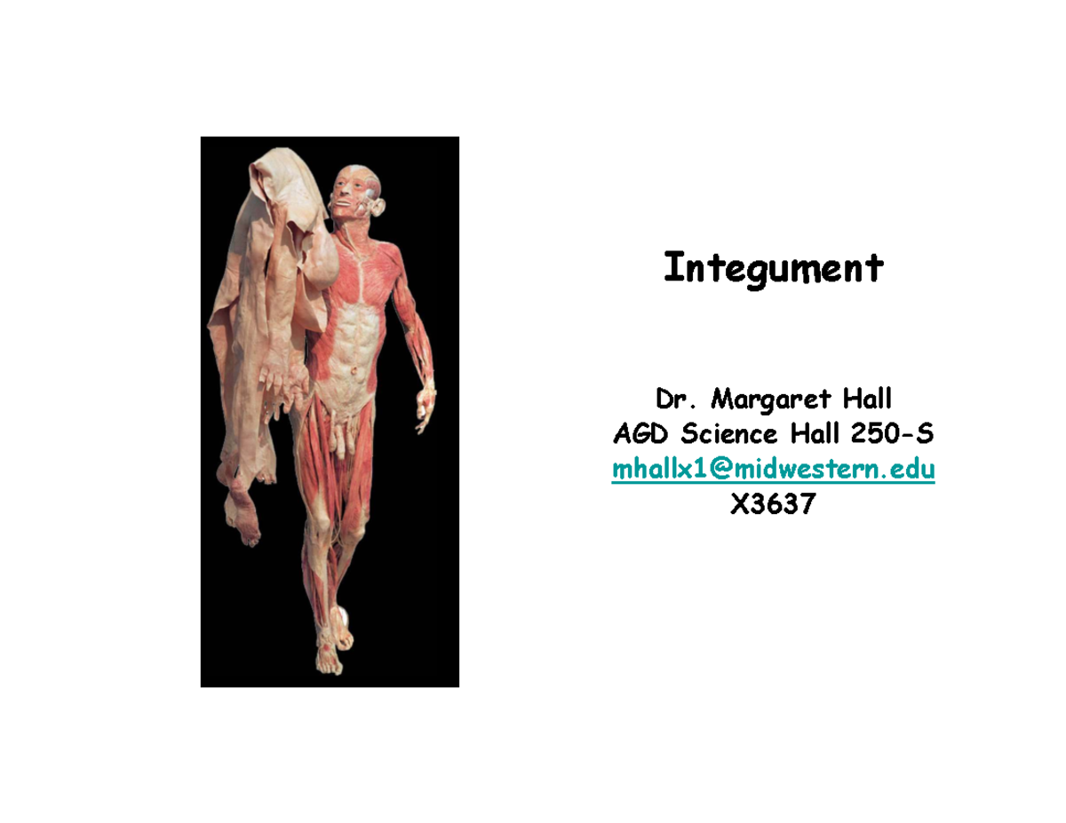 Integument Structure and Function: Skin Layers & Glands Overview AGD ...