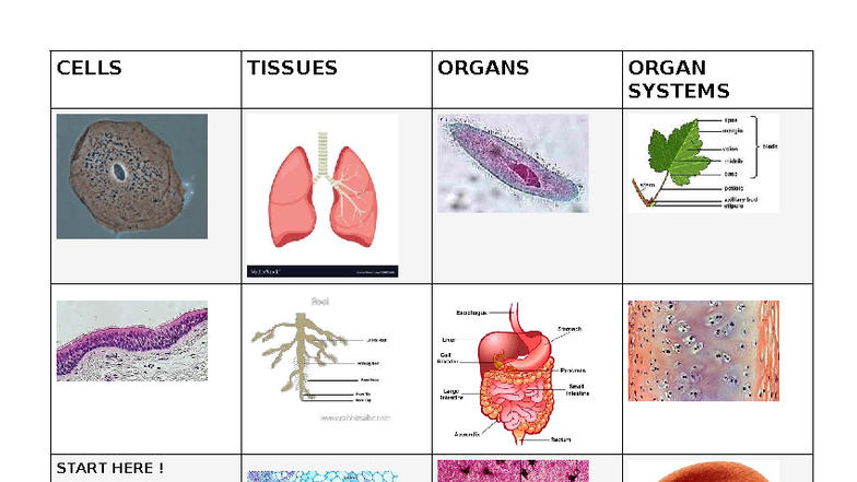 Digital Body Hierarchy Sort - CELLS TISSUES ORGANS ORGAN SYSTEMS START HERE! Sort Images under ...