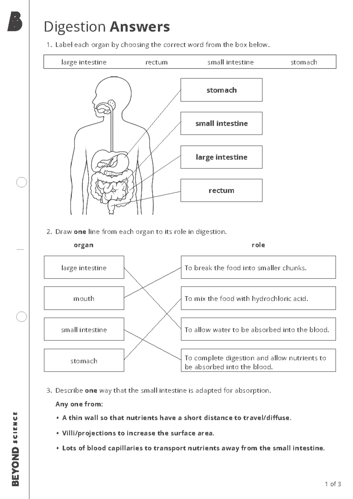 Digestive System Worksheet (Support) - Organ Functions & Adaptations ...