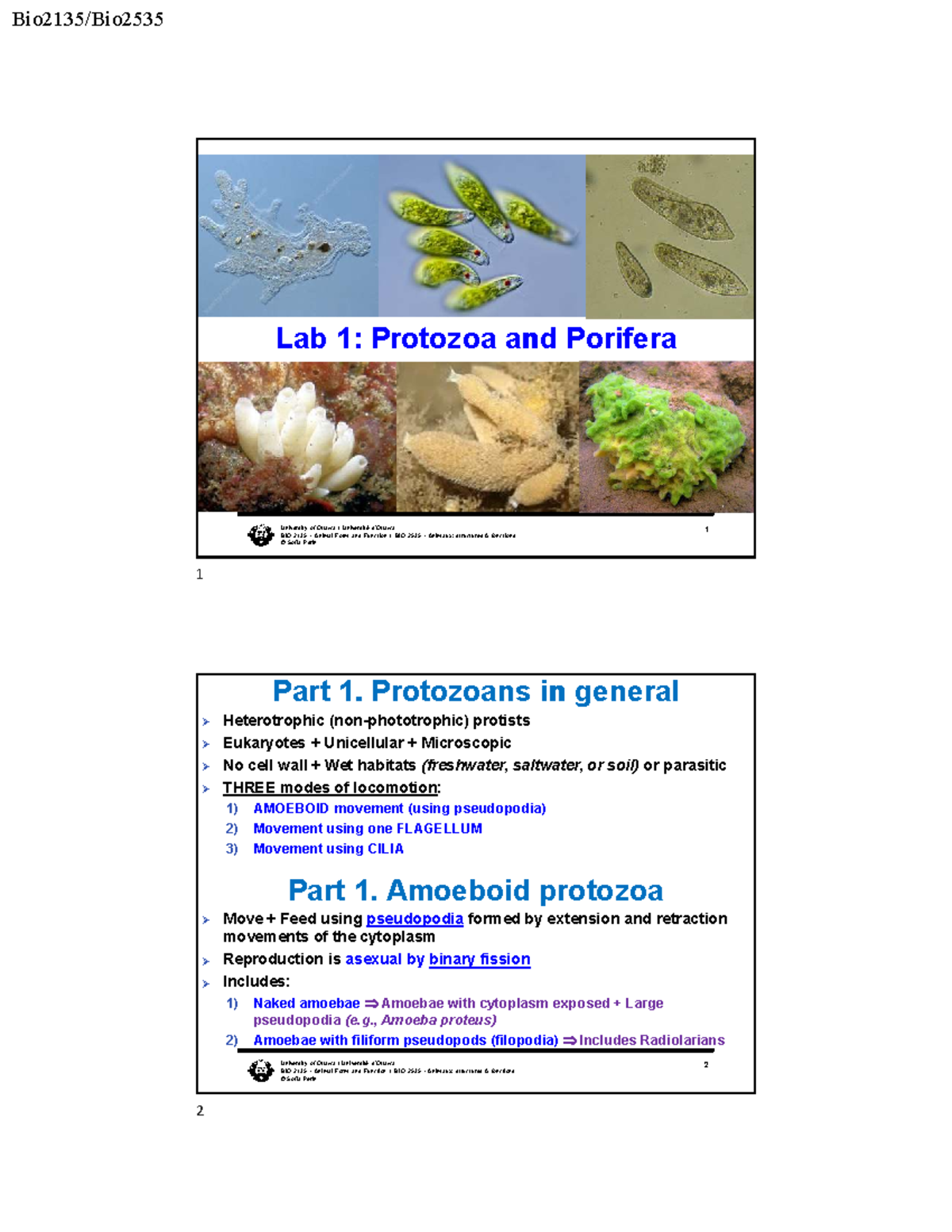 Lab 1 Presentation: Protozoa & Porifera - BIO 2135/2535 - Studocu