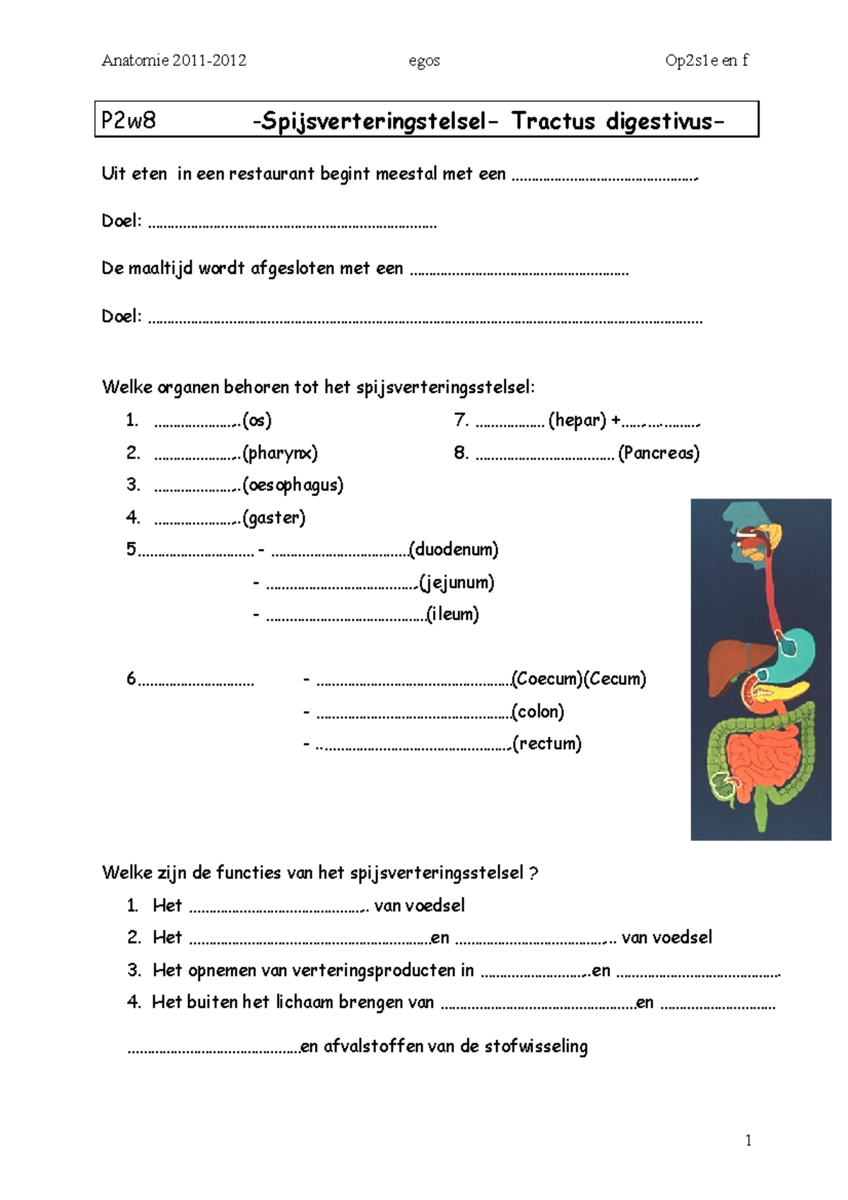 P2W8 - Spijsverteringstelsel: Anatomie en Fysiologie Oefenmateriaal ...