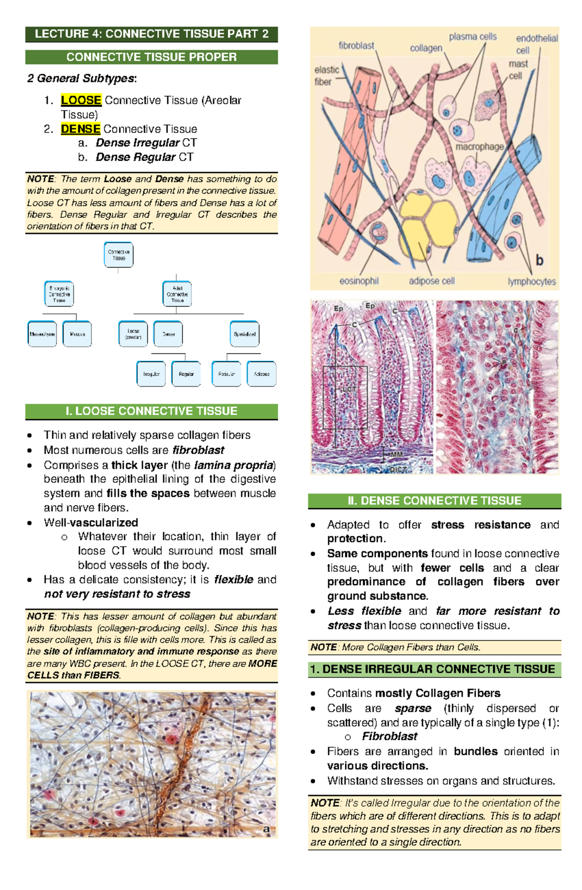 Lecture 4 - Connective Tissues Part 2 - LECTURE 4: CONNECTIVE TISSUE PART 2 CONNECTIVE TISSUE ...