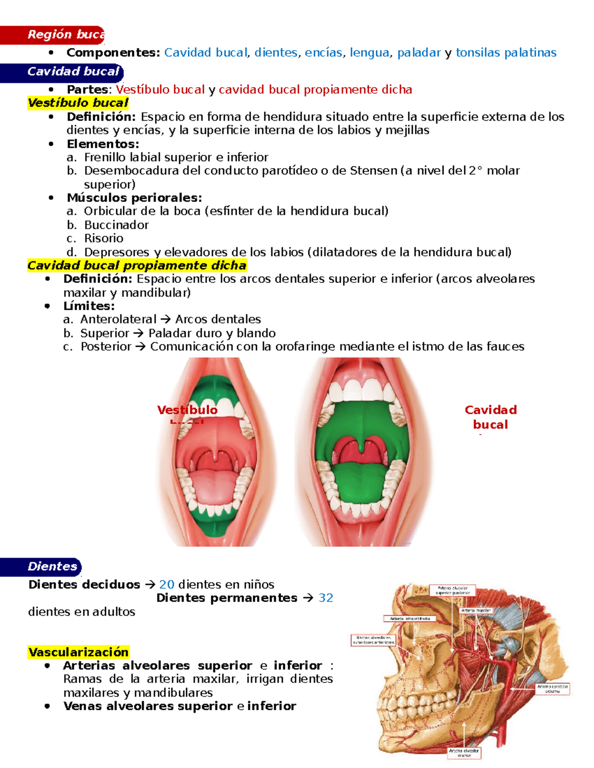 Gastrología Subcomp I: Anatomía de la Cavidad Bucal y Componentes - Studocu