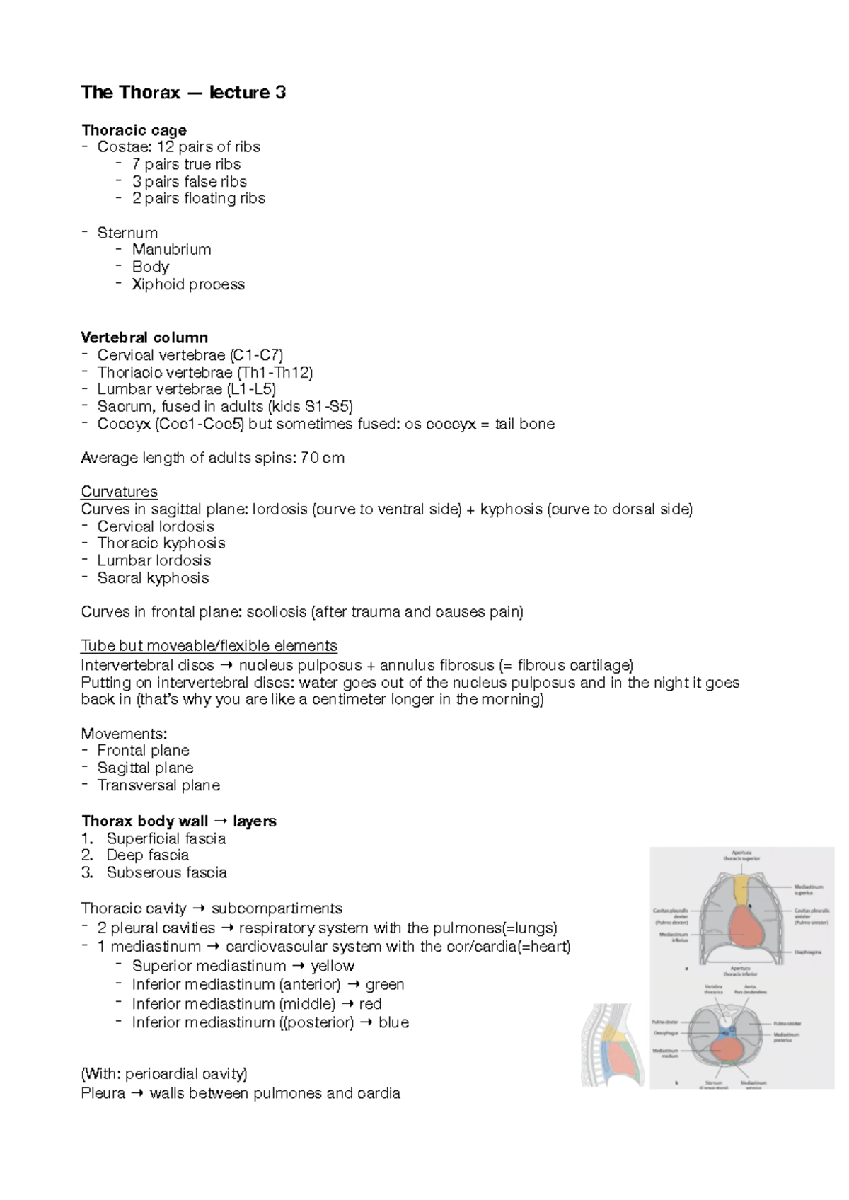 Anatomy Notes - Lecture 3: The Thorax and Its Structures - Studeersnel