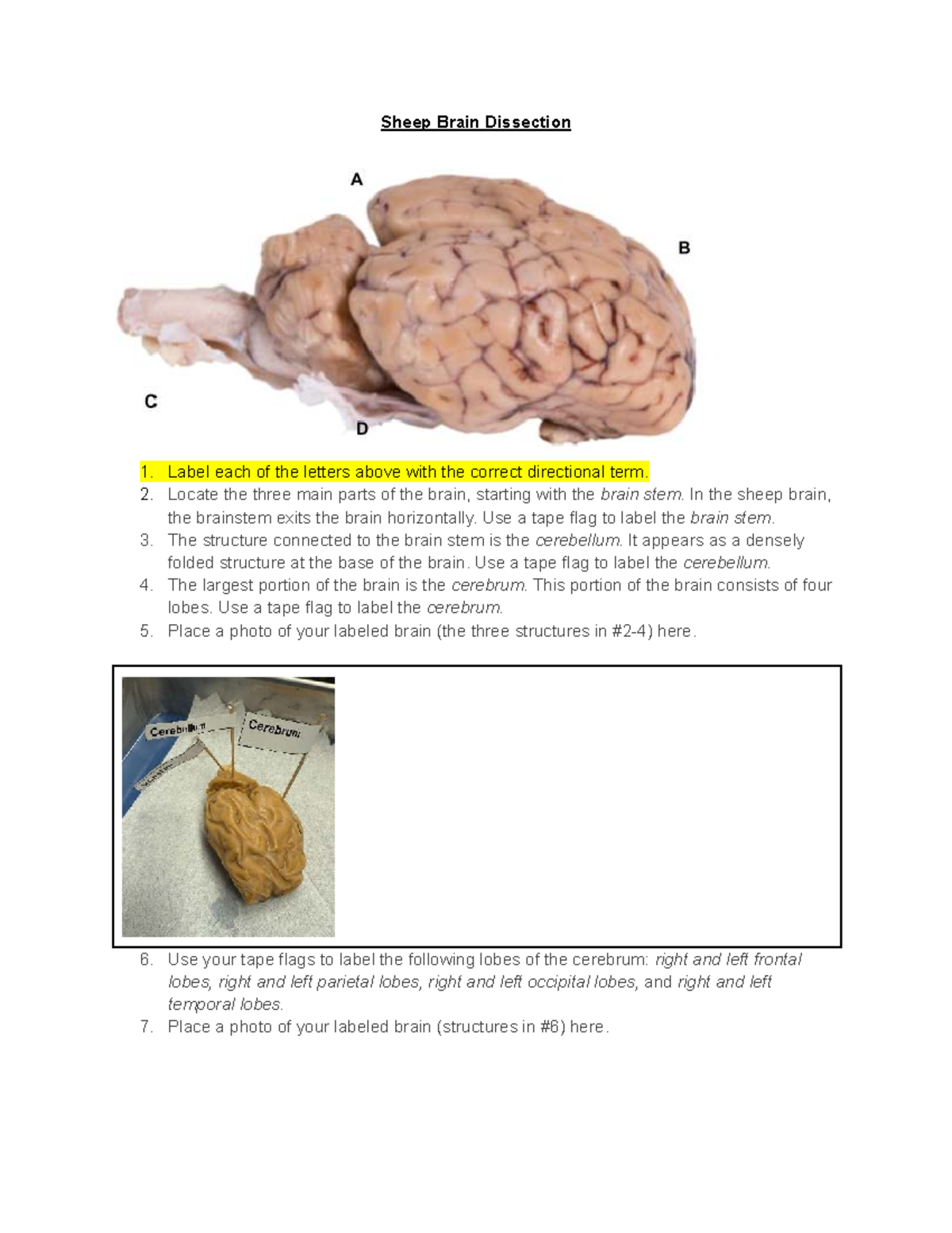 Sheep Brain Dissection With Labeled Images 800x370