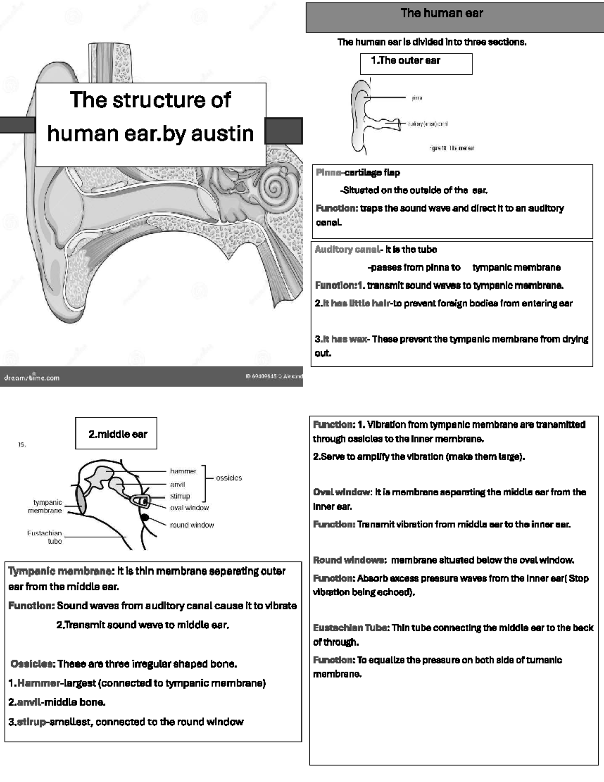 Human Ear Anatomy and Function: A Comprehensive Overview - Studocu