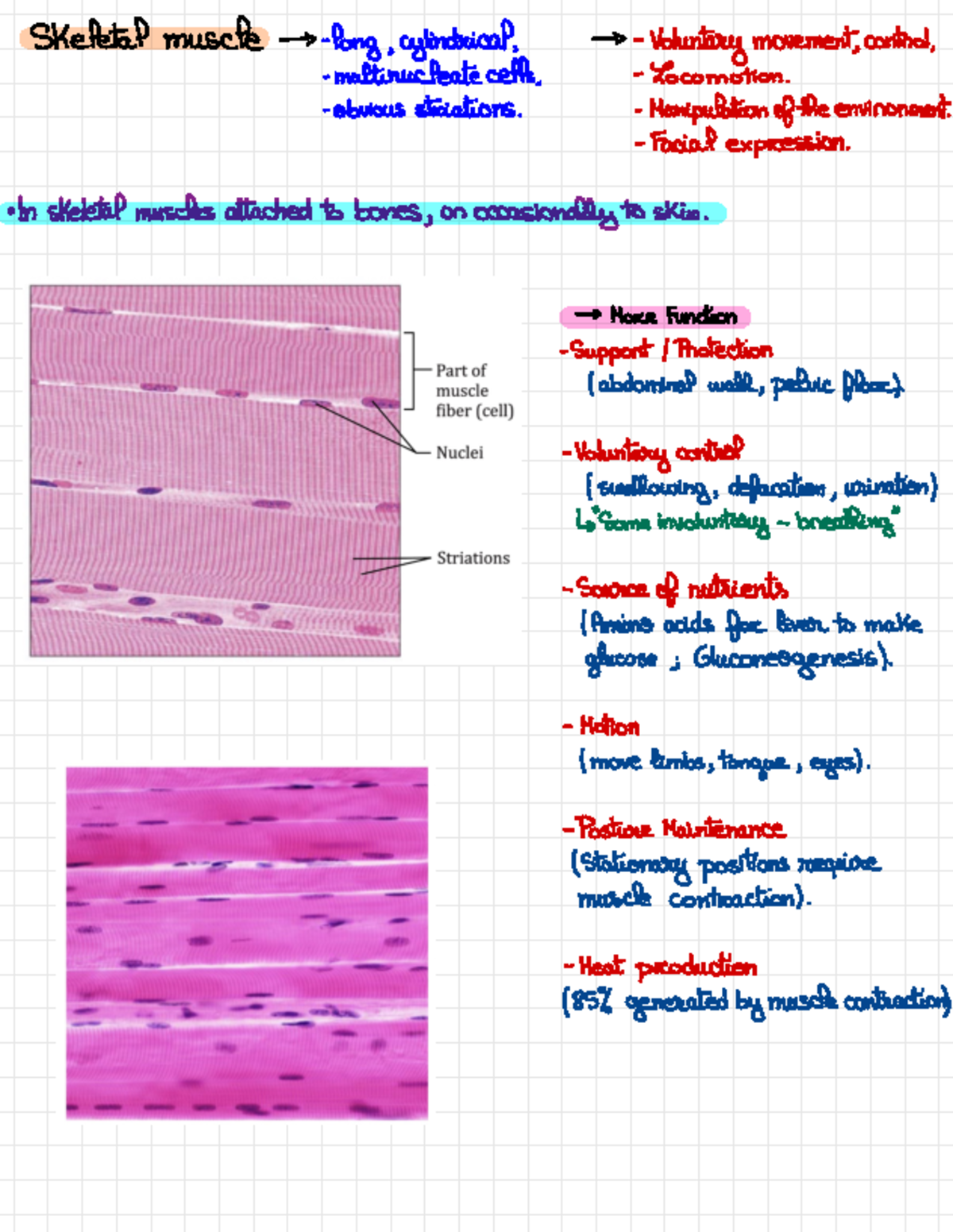 Muscle Tissue: Macroscopic & Microscopic Structures (Bio 101) - Studocu