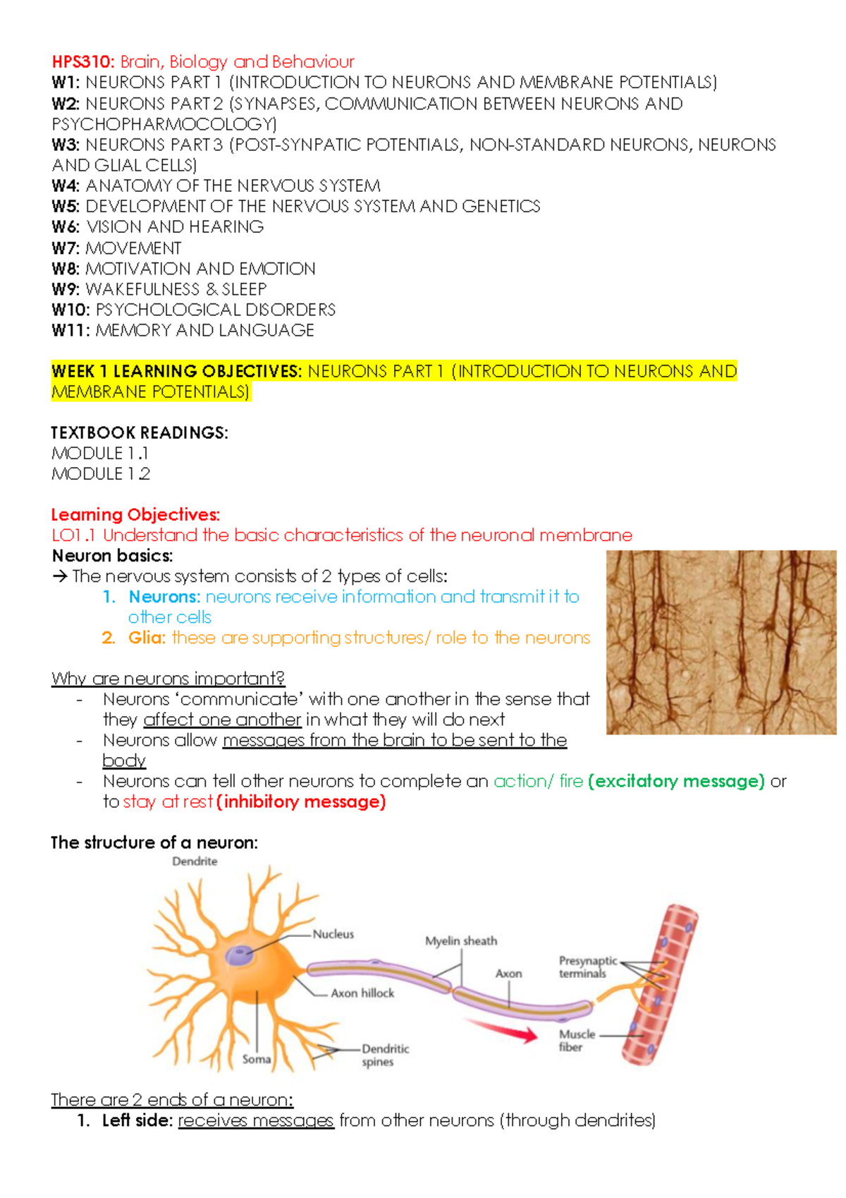 HPS310 Final Exam Notes: Neuron Structure and Function Concepts - Studocu
