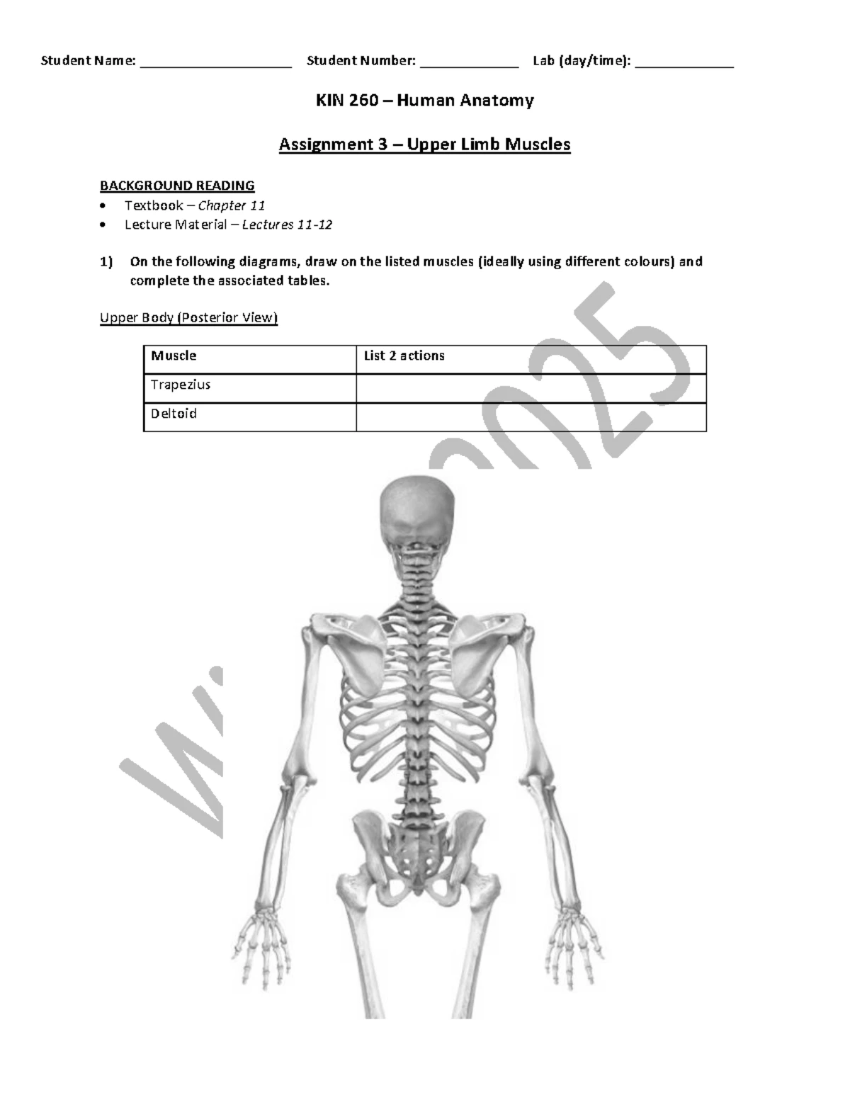 Lab 4 - Lower Limb Muscles - Assignment - Student Name ...