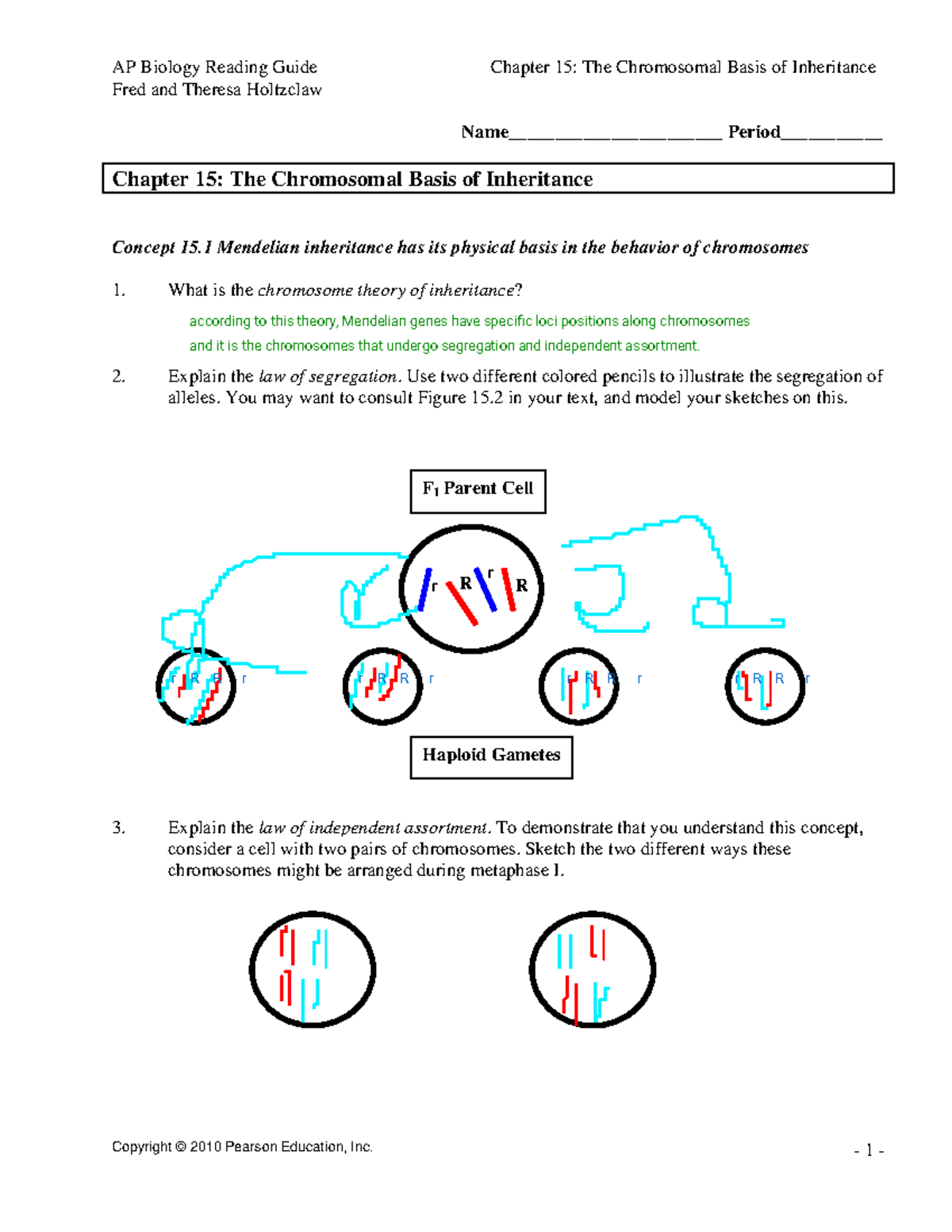 Chapter 15: The Chromosomal Basis of Inheritance Study Guide - Studocu