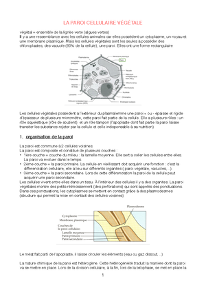 Paroi L1 - spe vegetale - La paroi des cellules végétales I ...