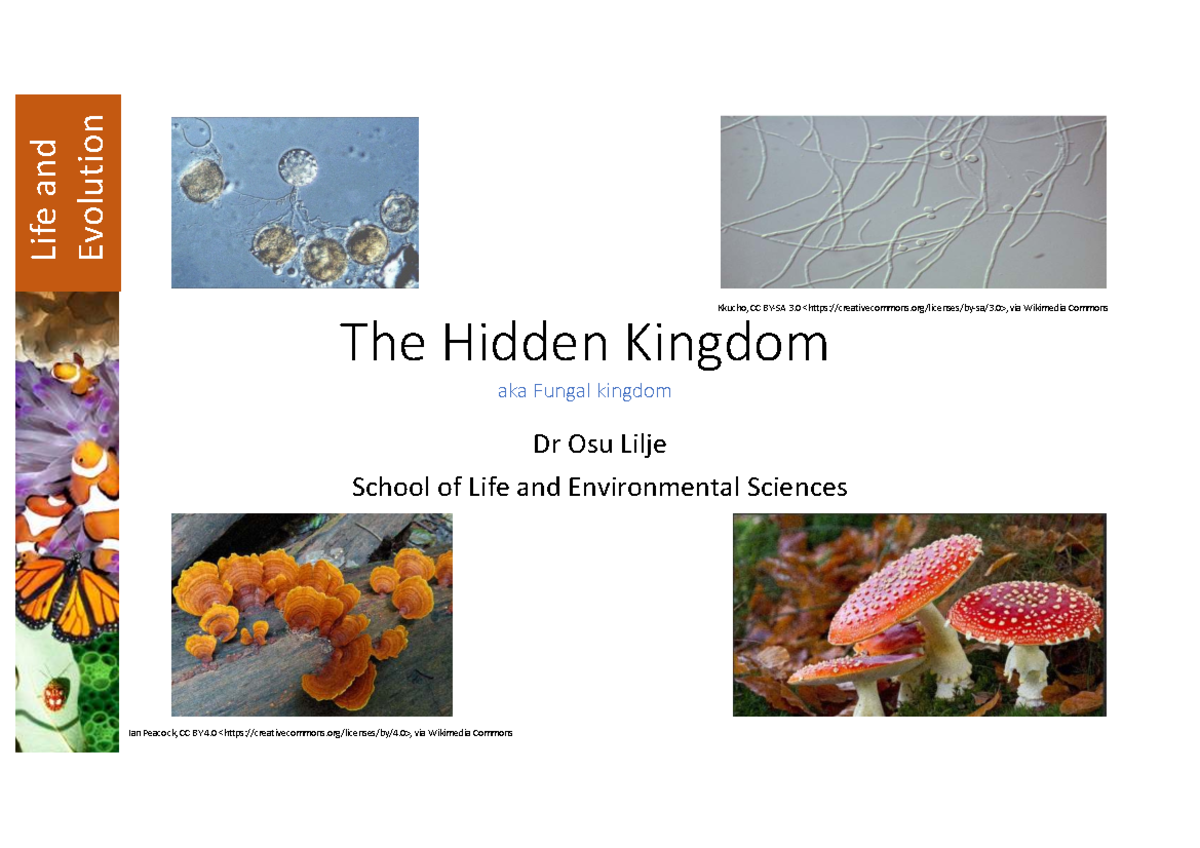 Student 2026: The Hidden Kingdom of Fungi - Characteristics & Phyla ...