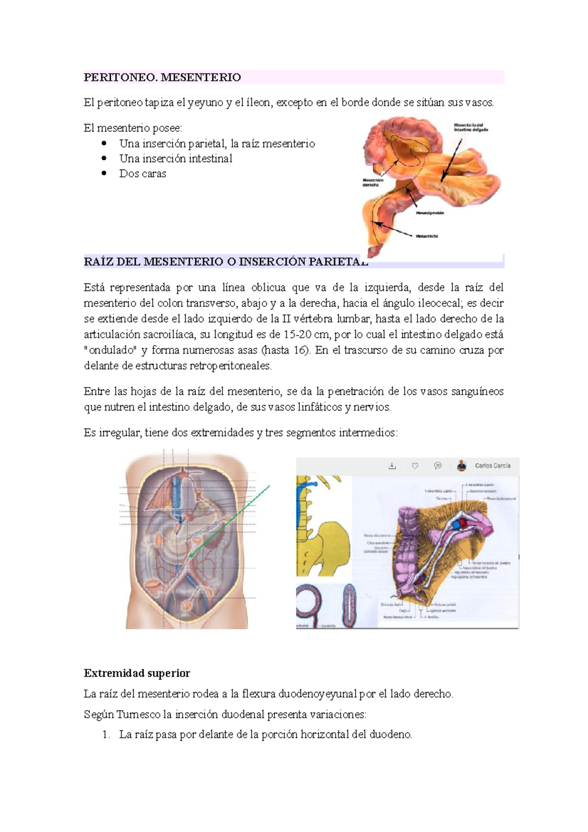 Anatomía del Mesenterio en el Contexto del Intestino Delgado - Studocu