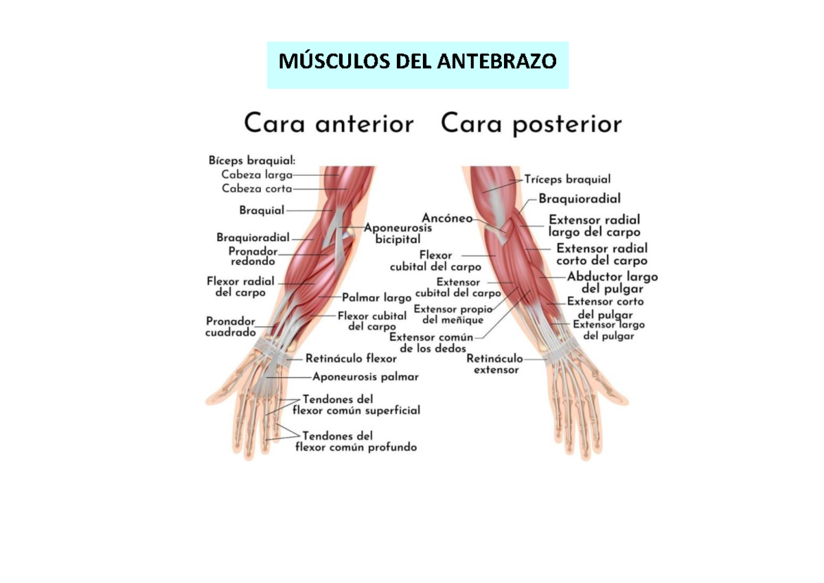 Anatomía De Los Músculos Del Codo Dolor De Codo Y Cómo Recuperar La