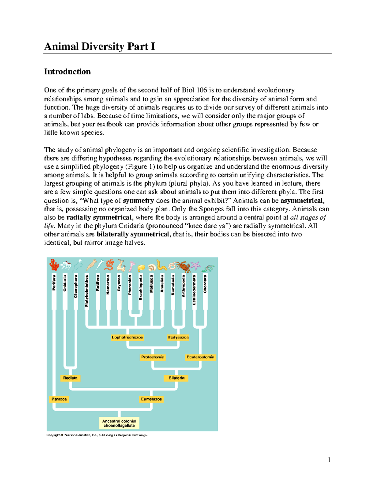 Biol 106: Animal Diversity & Evolution - Lab Notes I - Studocu