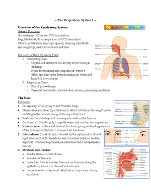 Chapter 22 Reviewer - Respiratory System by Pearson 11th Edition ...