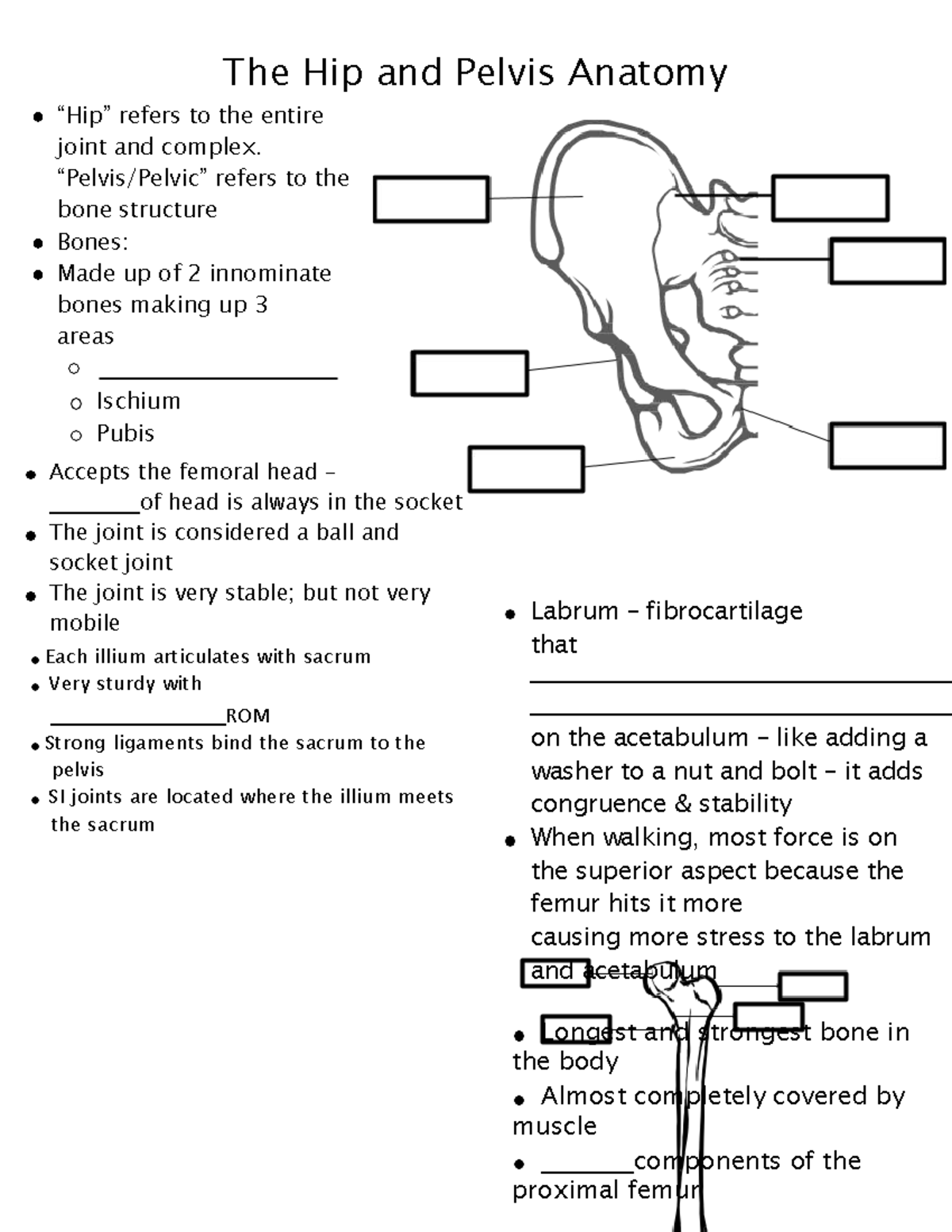 Hip and Pelvis Anatomy Class Notes - 14686728 - The Hip and Pelvis ...