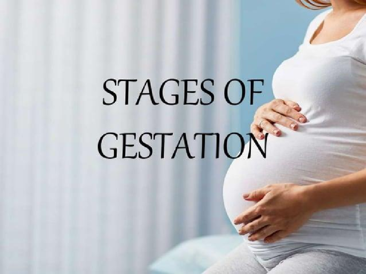 Gestation Stages: Prenatal Development Overview (ZEE SINE 2) - Studocu