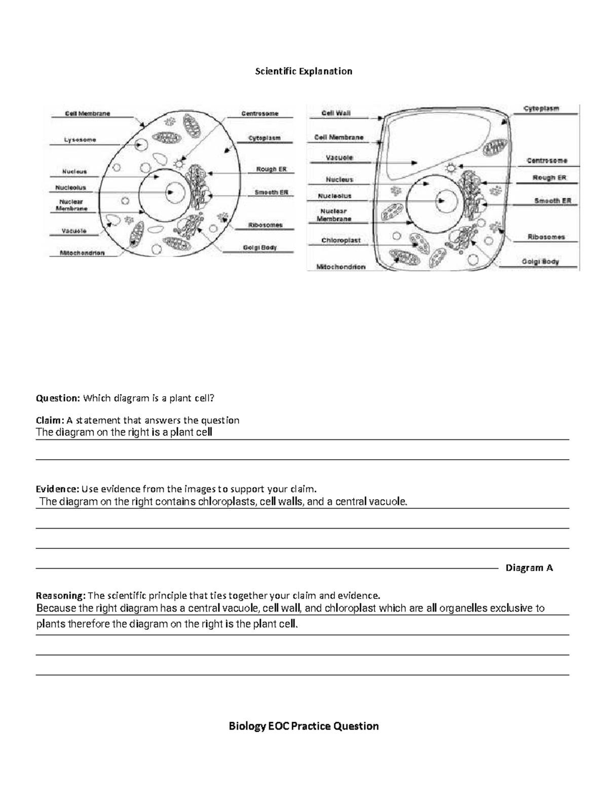 Biology EOC Review: Plant vs. Animal Cell Identification - Studocu