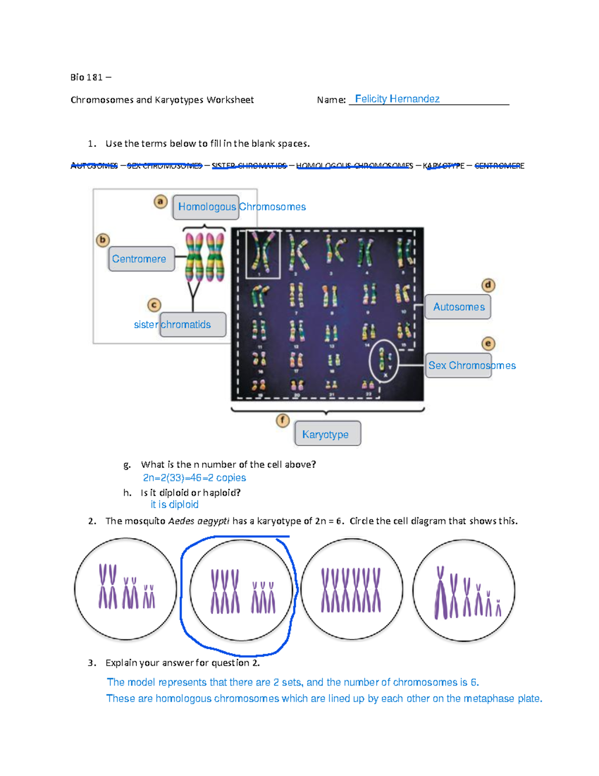 Chromosomes and Karyotypes Worksheet - AUTOSOMES – SEX CHROMOSOMES ...