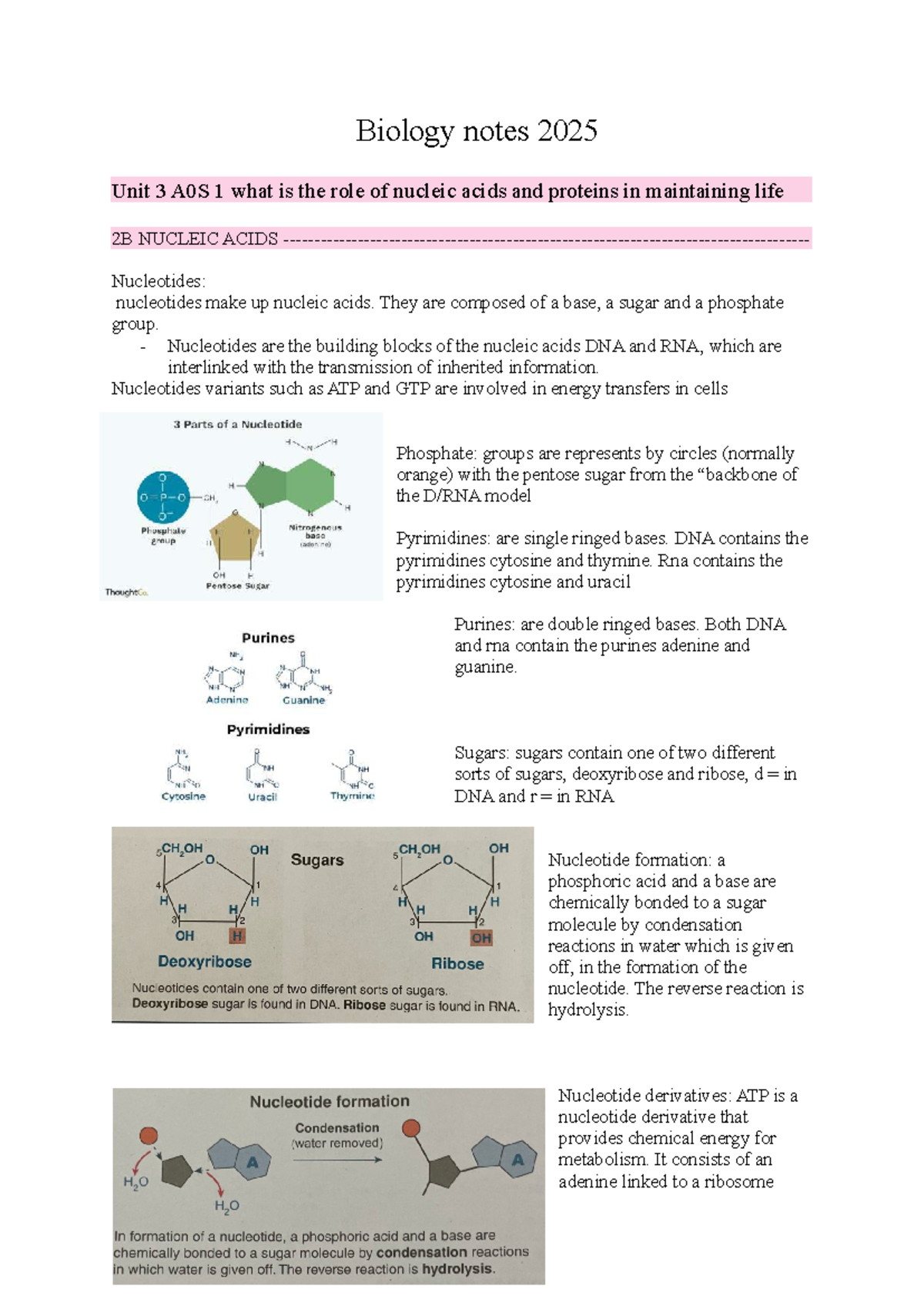Biology Notes 2025: The Role of Nucleic Acids & Proteins in Life - Studocu